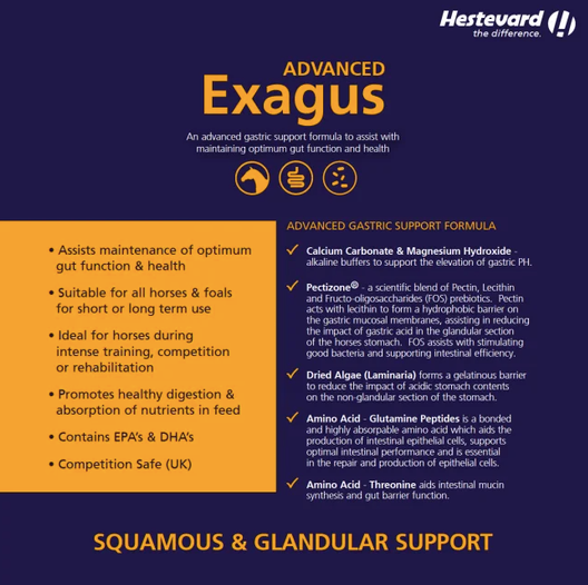 PECTIGUS ADVANCED (EXAGUS) – Equus Anima Store